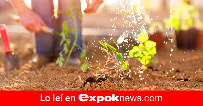 Nunca hubo un mejor momento que este para plantar un jardín | ExpokNews