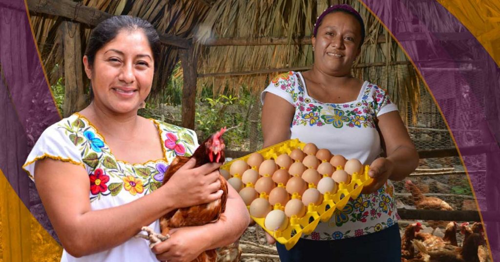 Huevo de gallina libre de jaula para mejorar el bienestar animal