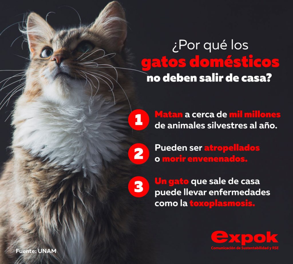 ¿Por qué los gatos domésticos no deben salir de casa?