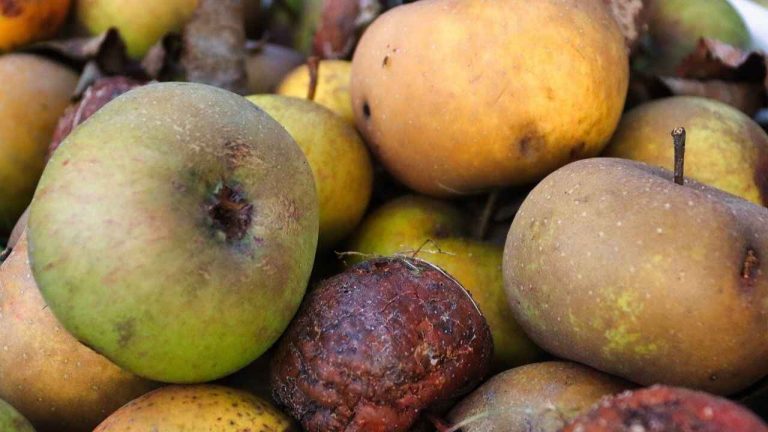 10 países que más desperdician alimentos en el mundo