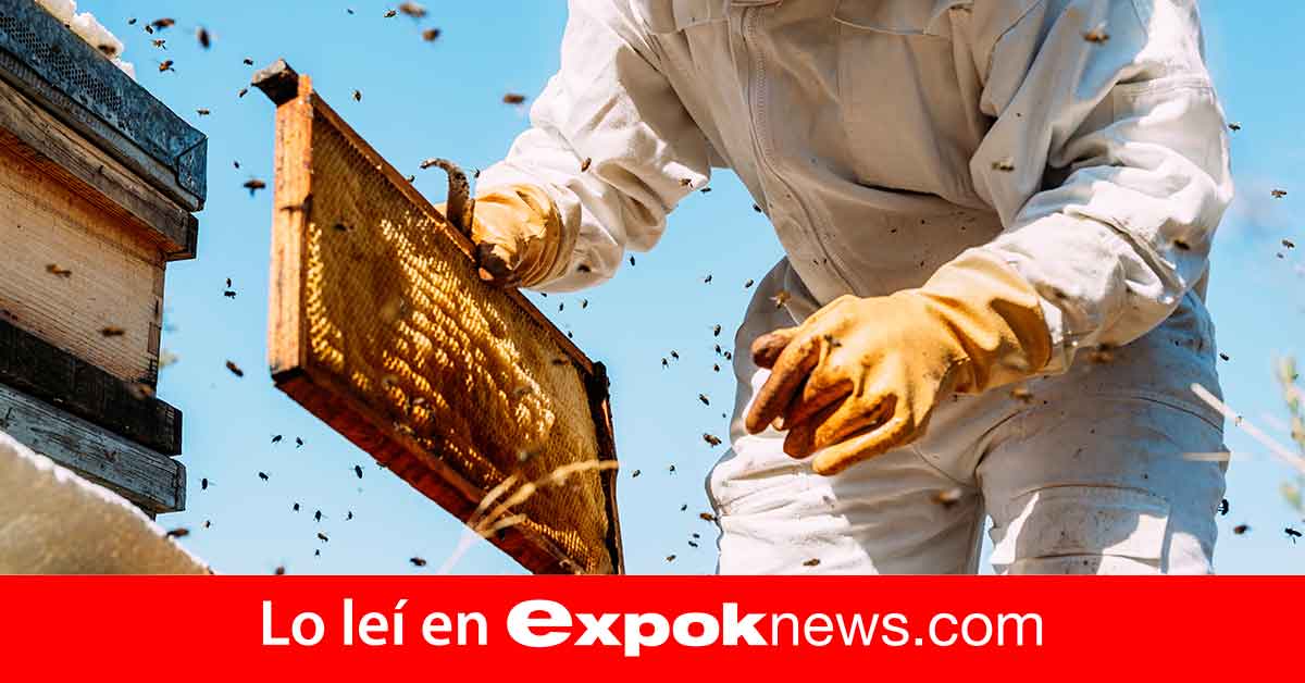 ¿Qué es bee-washing y por qué es importante abordarlo?