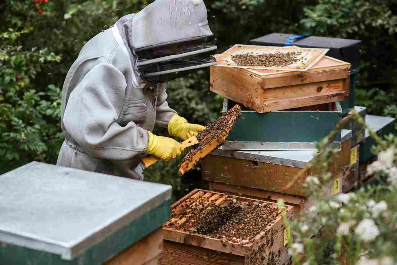 ¿Qué es bee-washing y por qué es importante abordarlo?