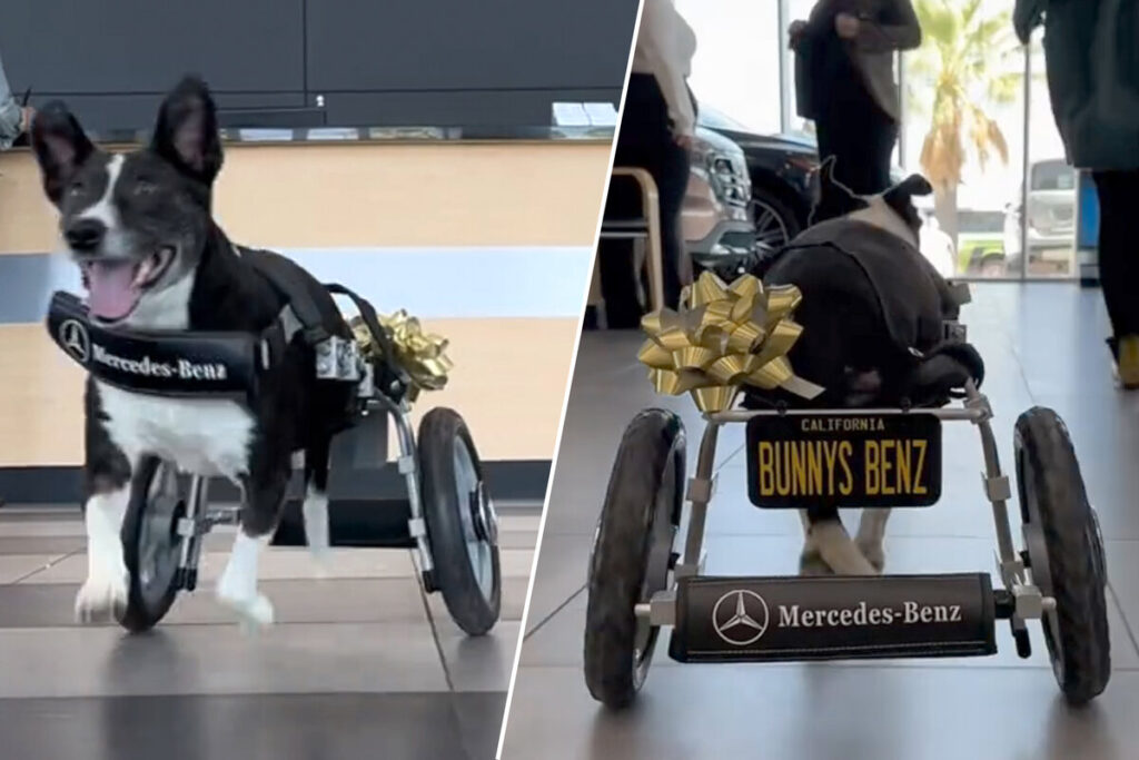 La silla de ruedas de Mercedes al perrito Bunny