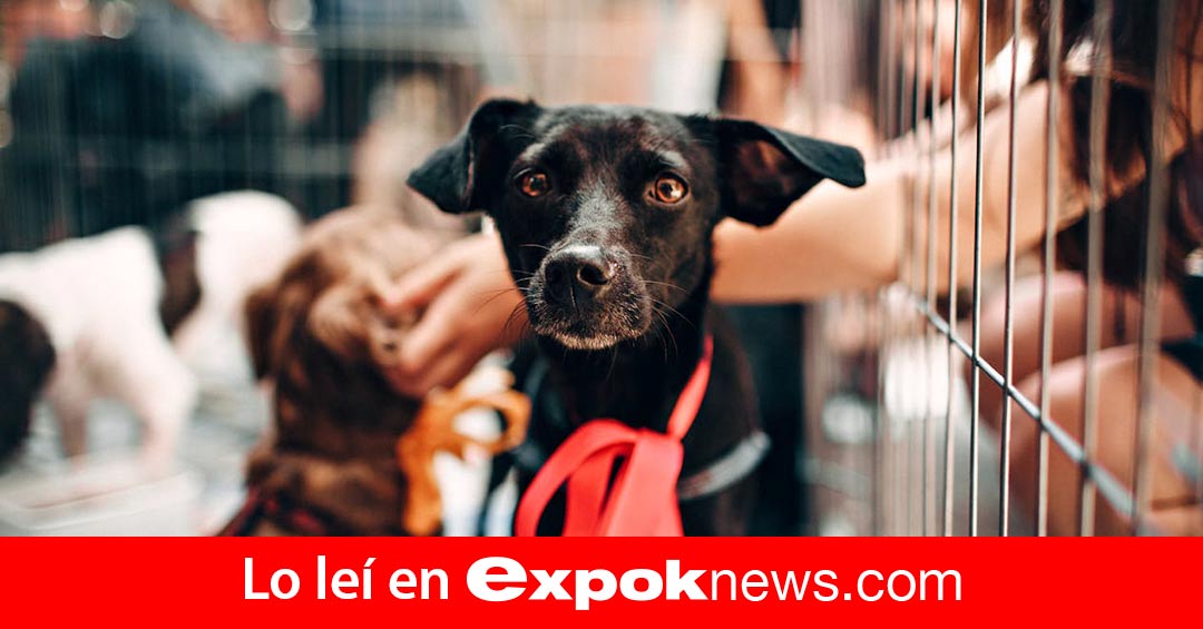 12 empresas a favor del cuidado animal